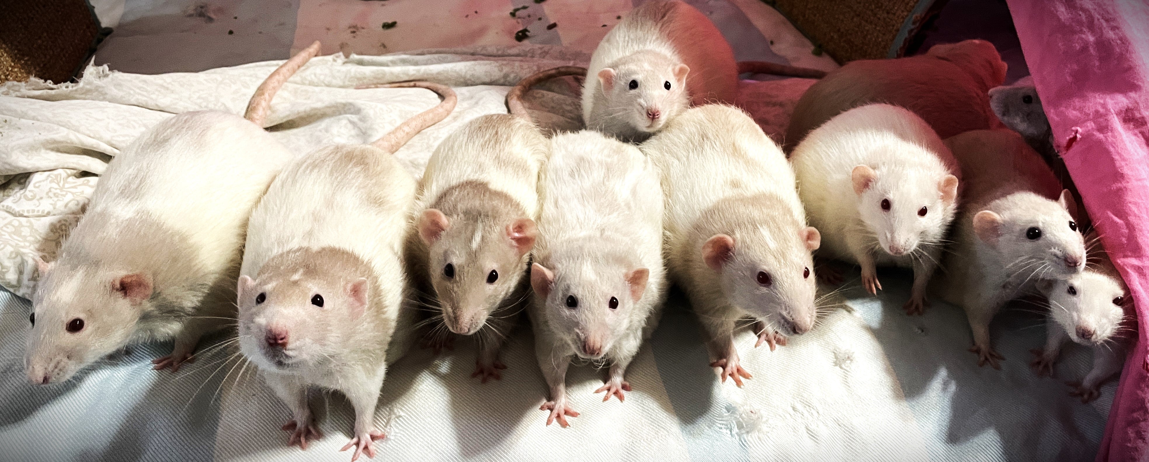 Rats Rescue Items – Toy Wizards Store
